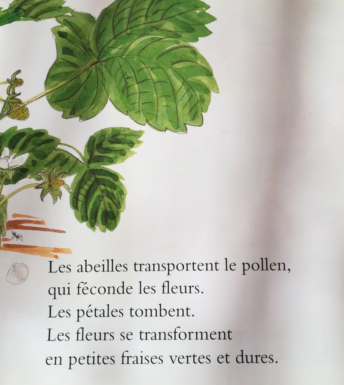 Miam, les fraises ! - Teteenlire